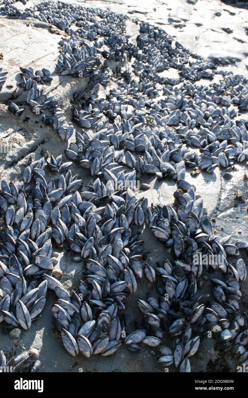 Common mussels growing on rocks at Trebarwith Strand, Cornwall,UK Stock ...