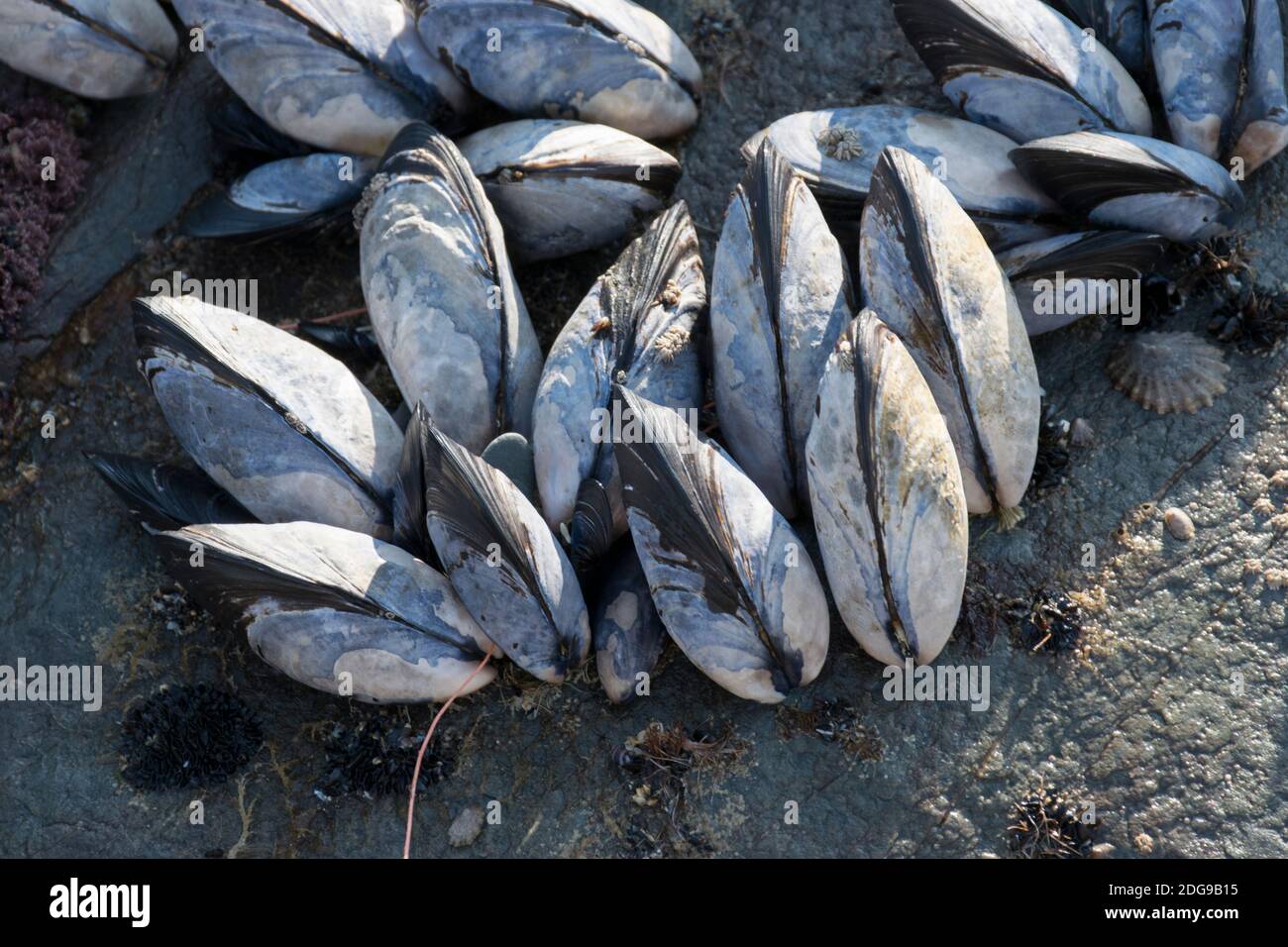 Common mussels growing on rocks at Trebarwith Strand, Cornwall,UK Stock ...