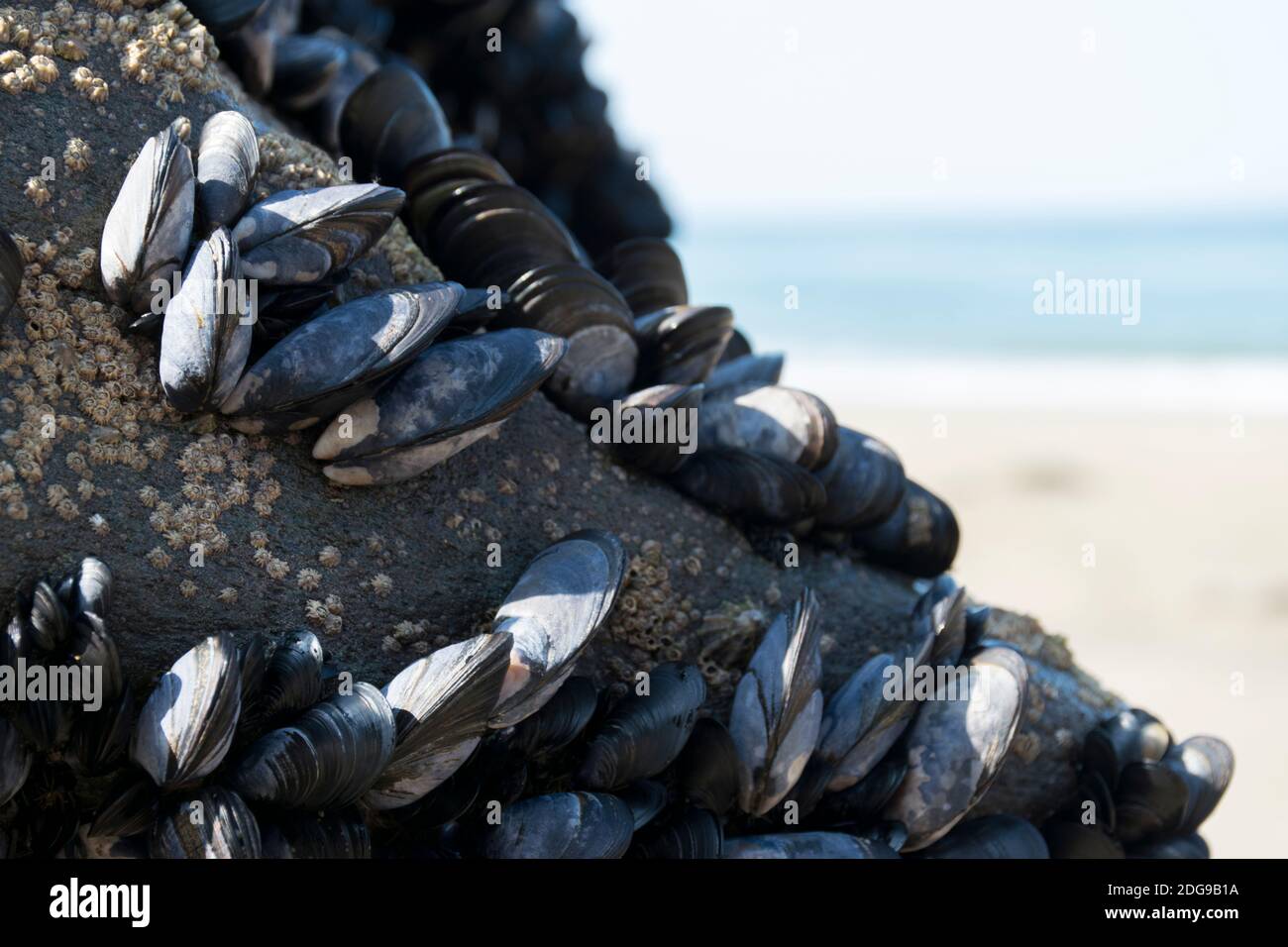 Common mussels growing on rocks at Trebarwith Strand, Cornwall,UK Stock ...