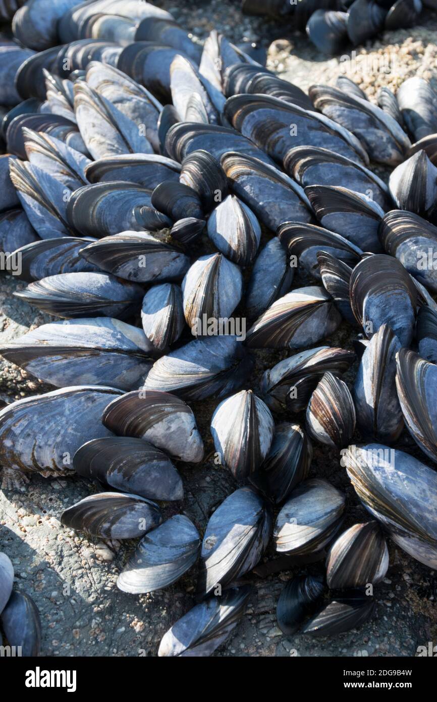 Common mussels growing on rocks at Trebarwith Strand, Cornwall,UK Stock ...
