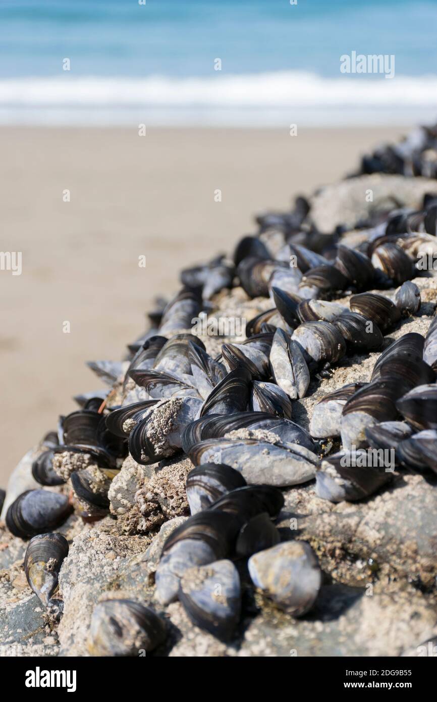 Common mussels growing on rocks at Trebarwith Strand, Cornwall,UK Stock ...
