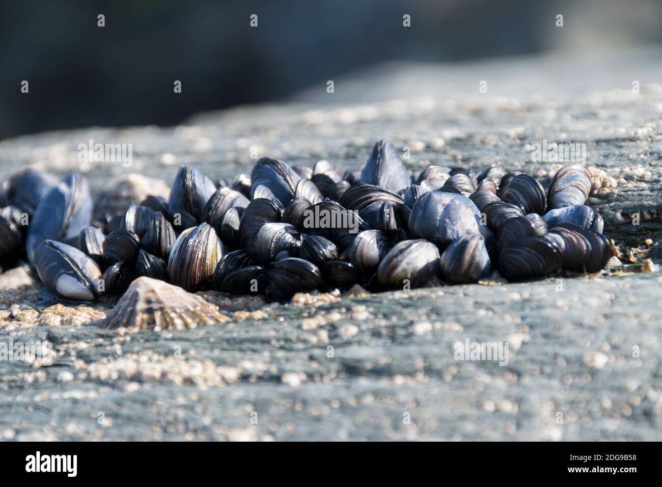 Common mussels growing on rocks at Trebarwith Strand, Cornwall,UK Stock ...