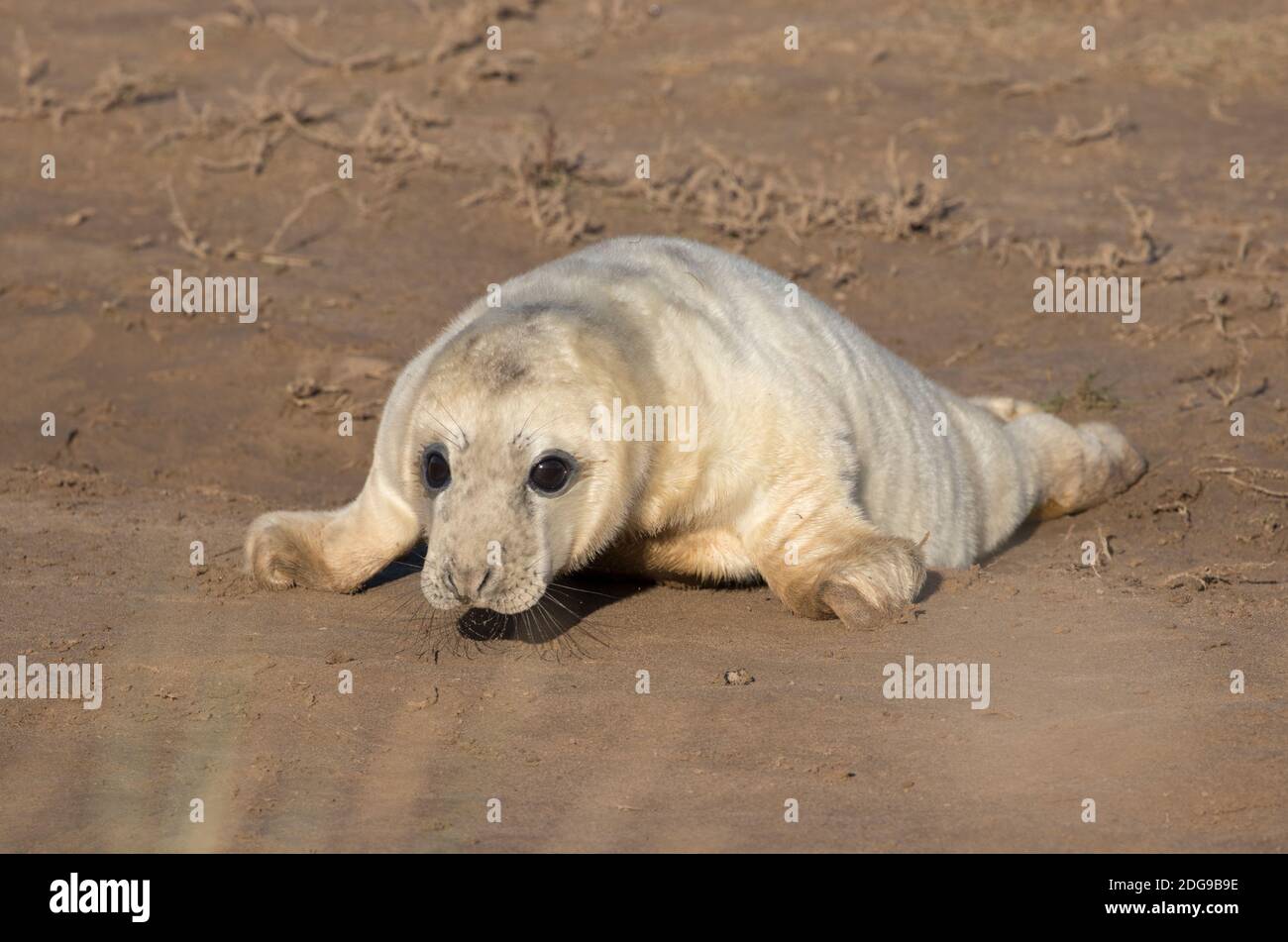 Donna nook grey seal colony hi-res stock photography and images - Alamy