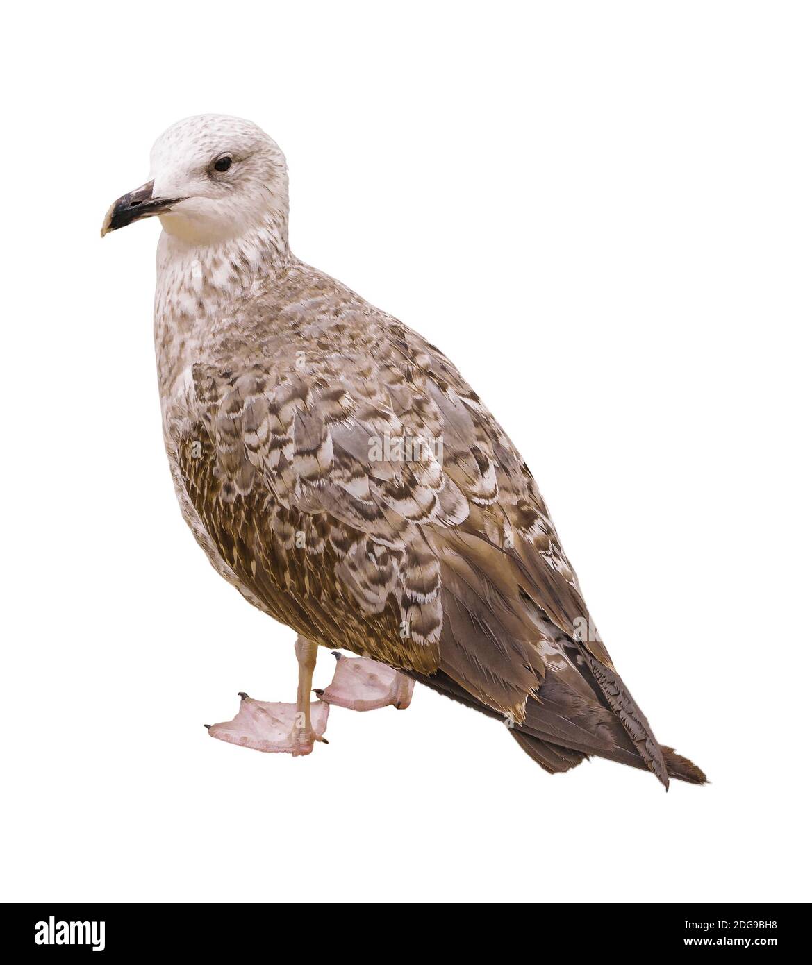 Brown Bird Side View Isolated Photo Stock Photo - Alamy