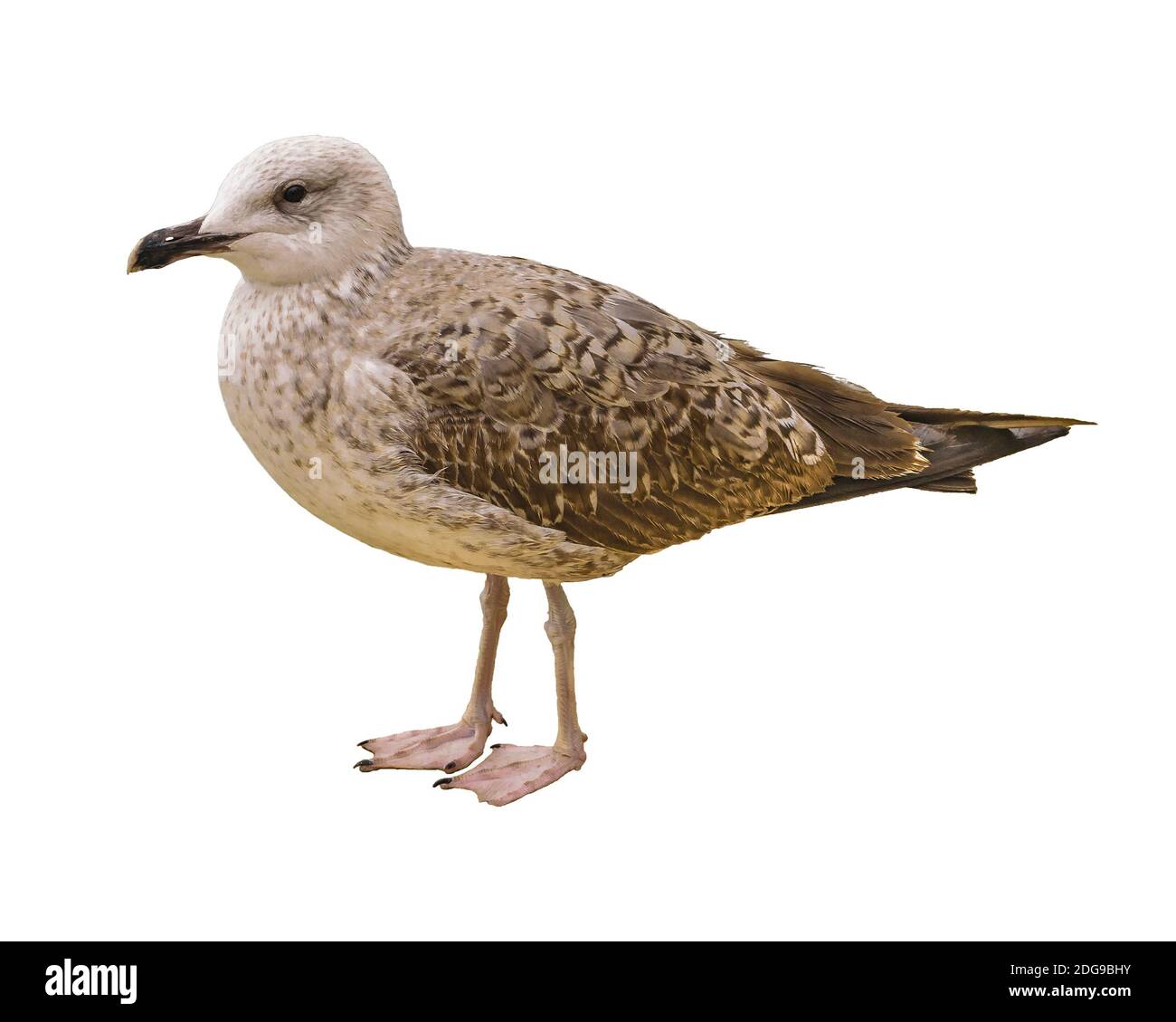 Brown Bird Side View Isolated Photo Stock Photo - Alamy