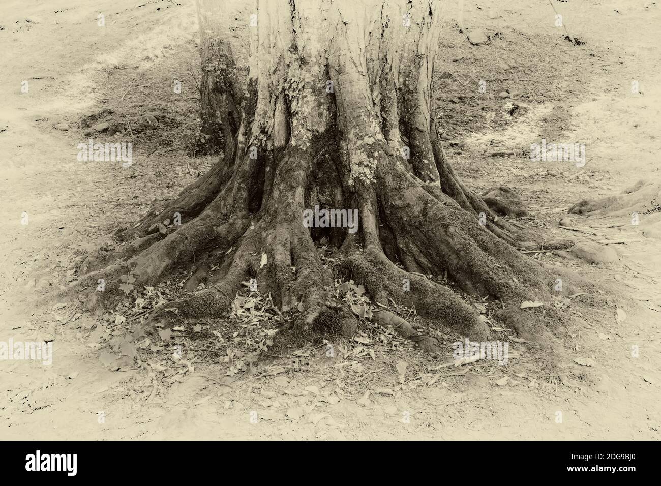 Scary roots hi-res stock photography and images - Alamy