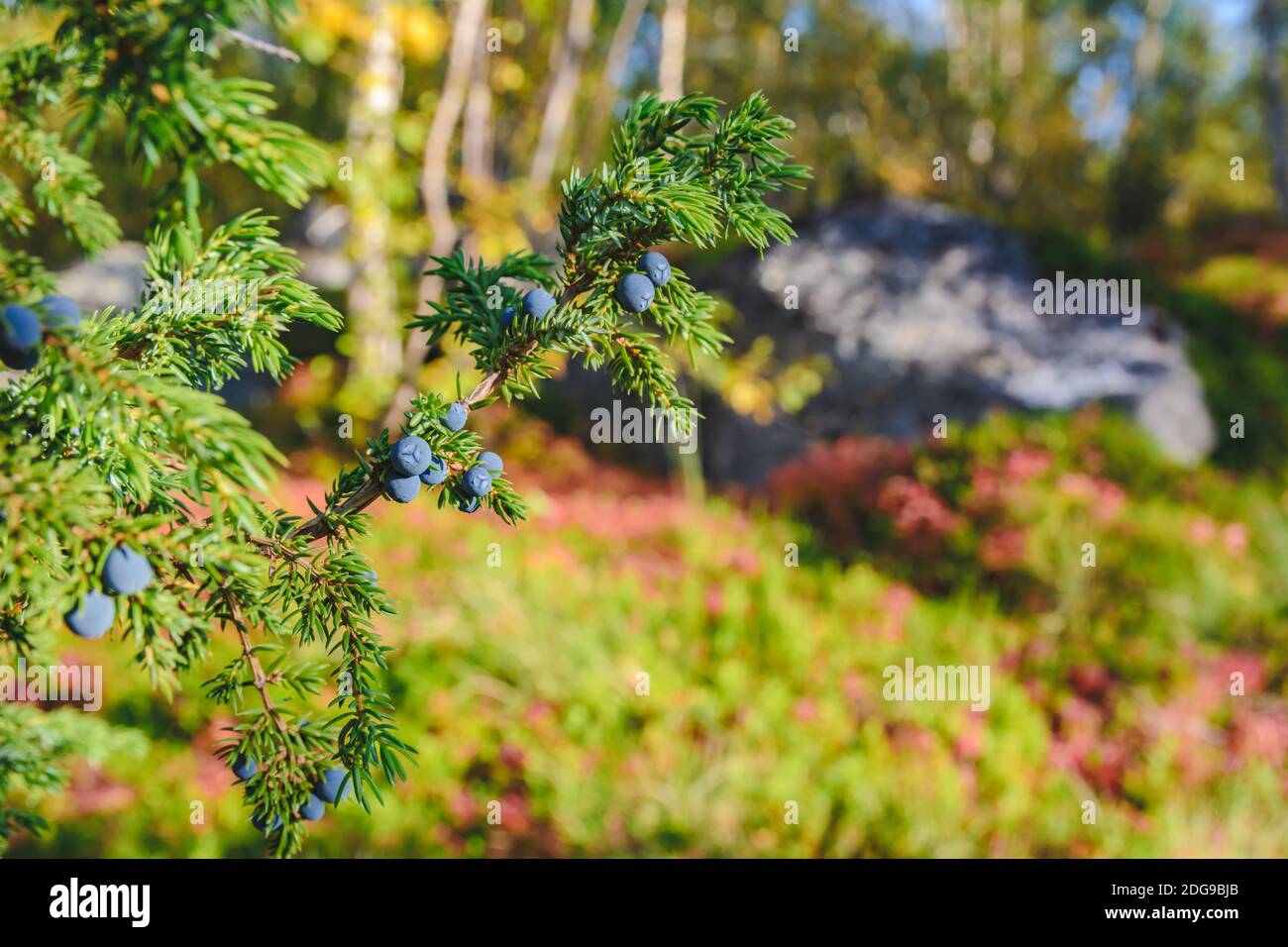 Green juniper bush with berries in the north finland forest Stock Photo ...