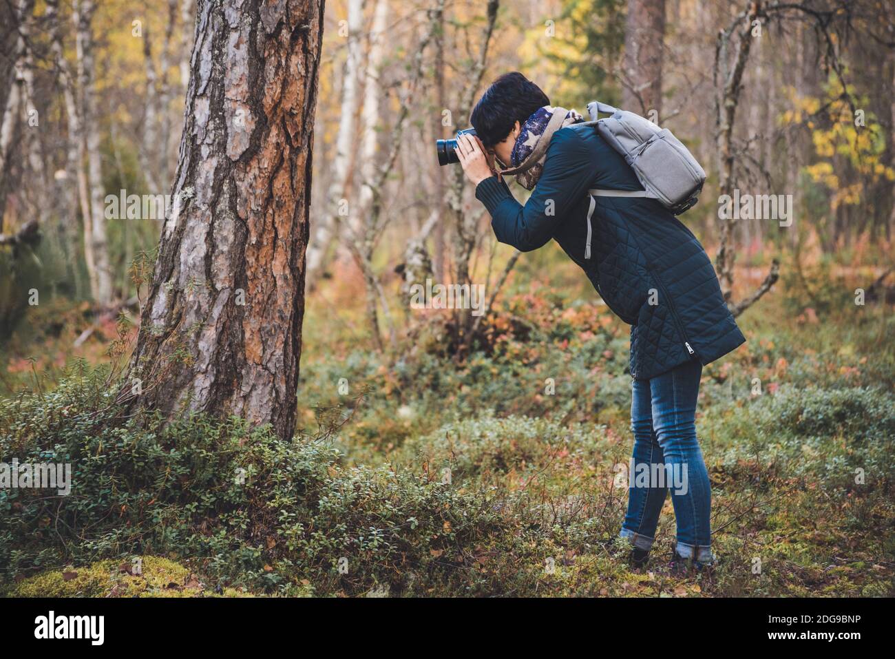 Girl with the camera photographs pine tree bark in the wood Stock Photo ...