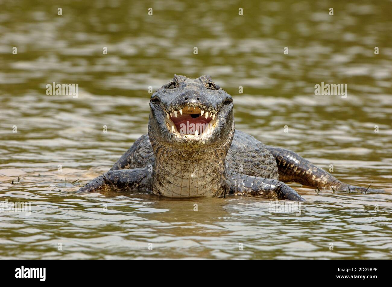 Kaiman, Brillenkaiman, (Caiman crocodylus yacare) Pantanal, Brasilien ...