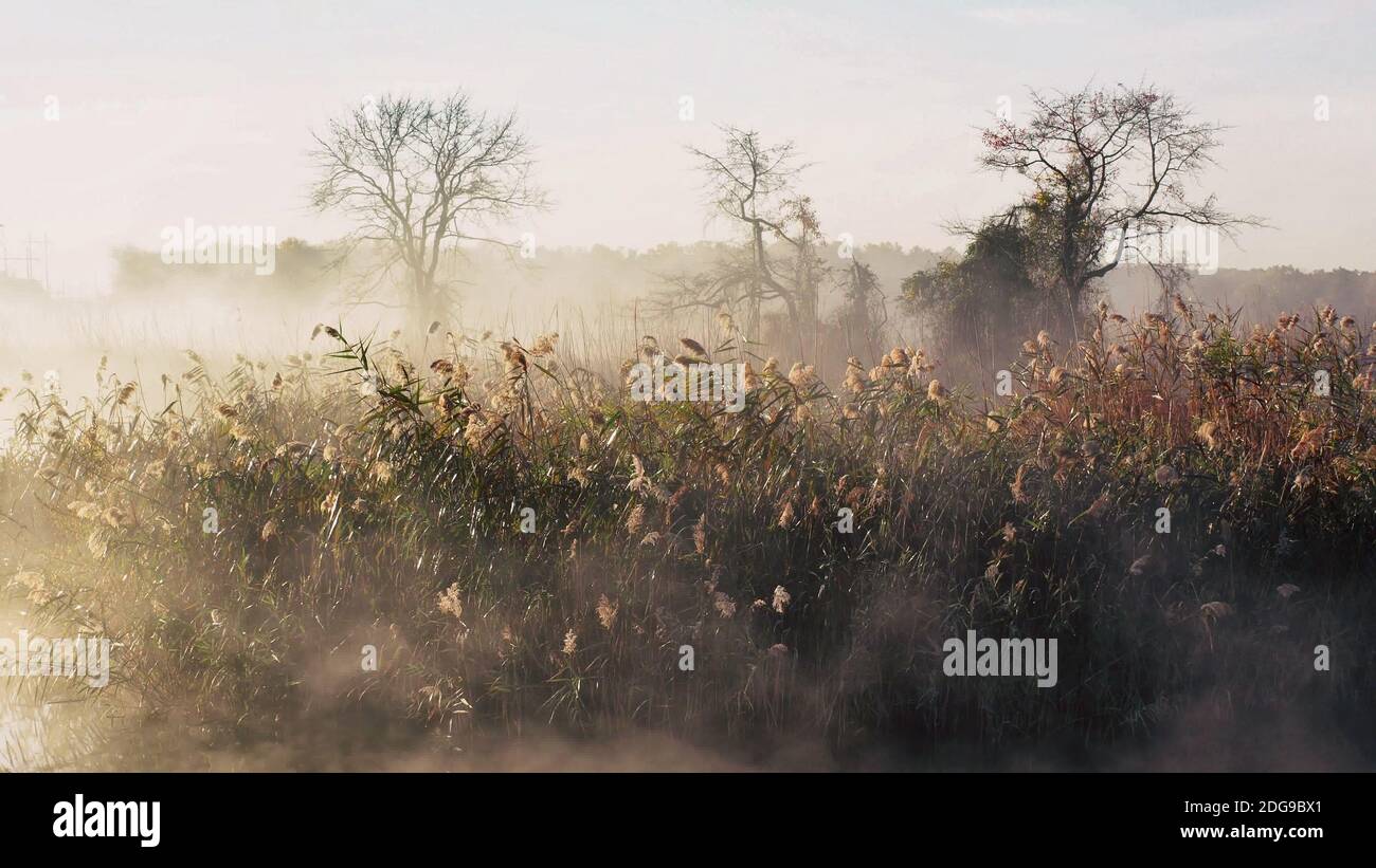 Frosty light hi-res stock photography and images - Alamy