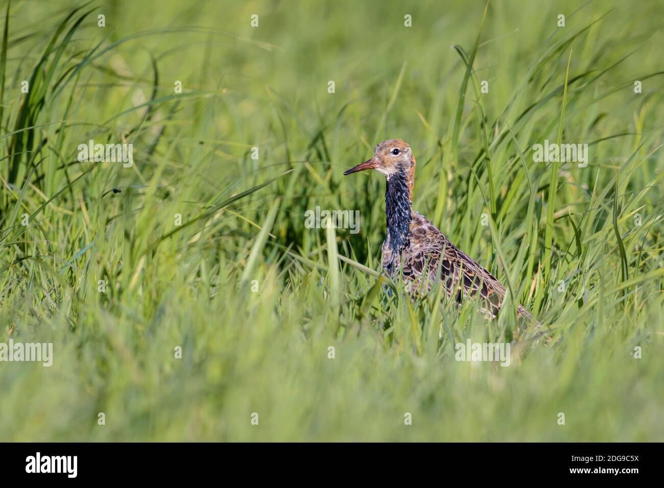 Ruff bird hi-res stock photography and images - Alamy
