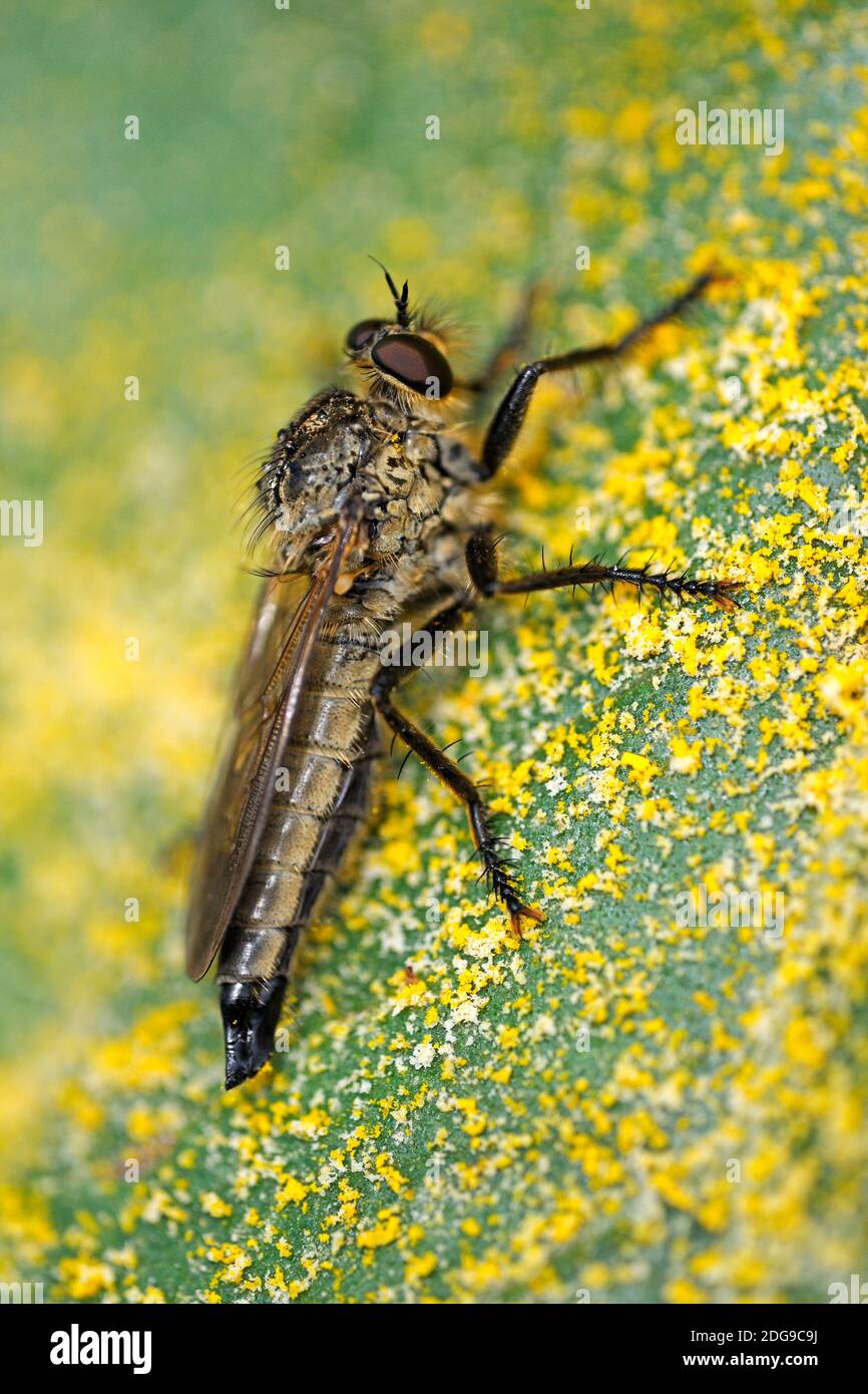 Raubfliege hi-res stock photography and images - Alamy