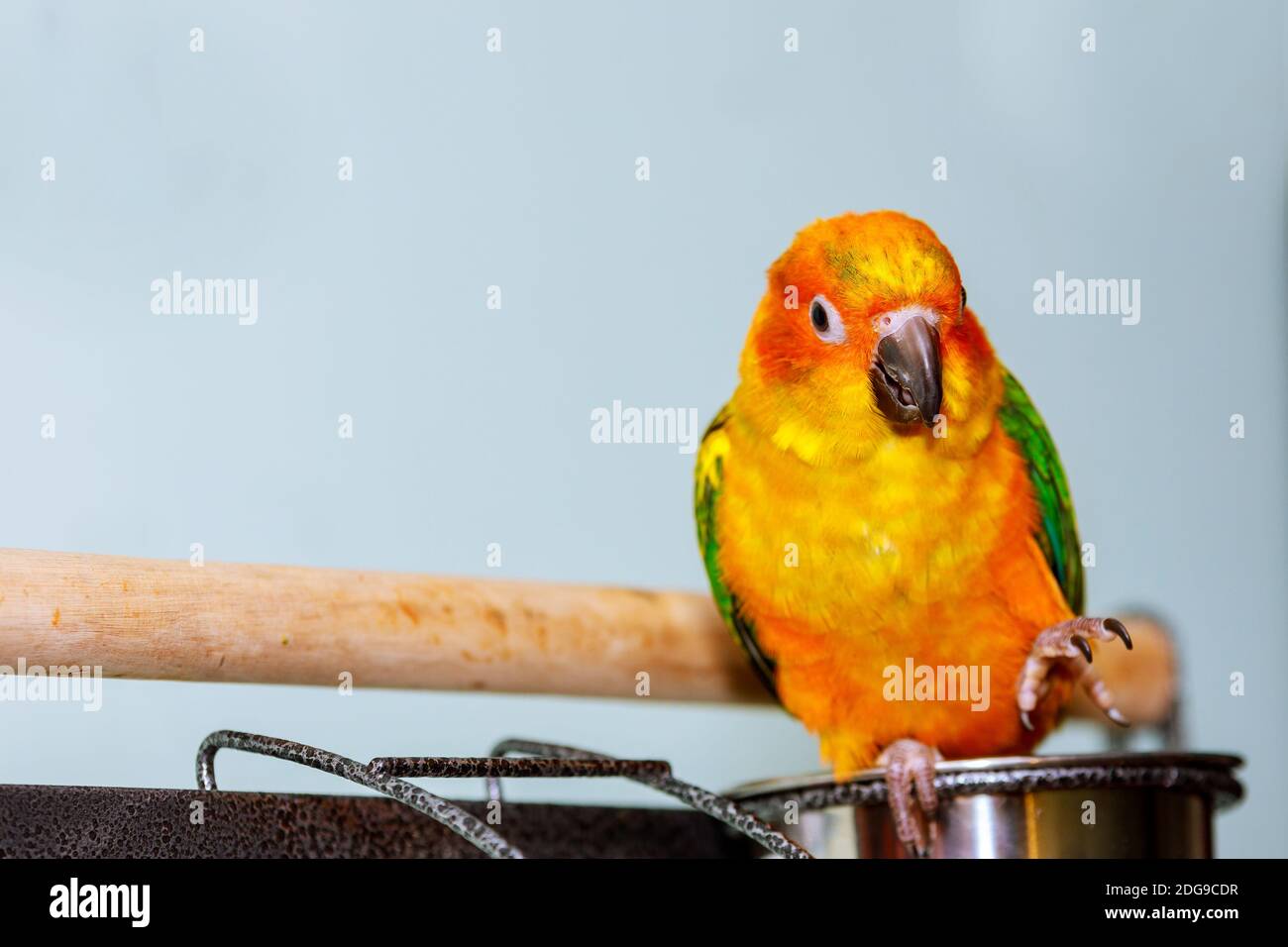 Sun parrots hi-res stock photography and images - Alamy