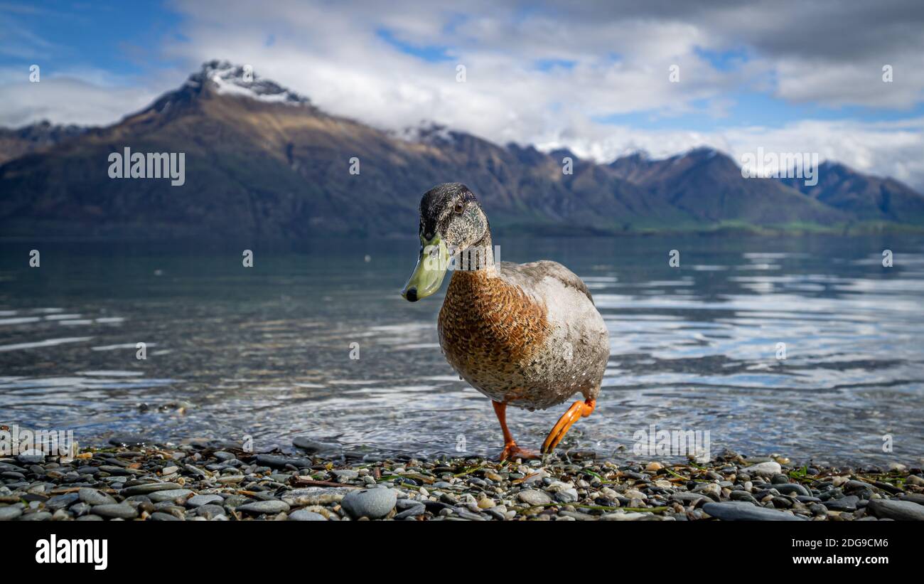 Duck Coming out of Water Stock Photo - Alamy