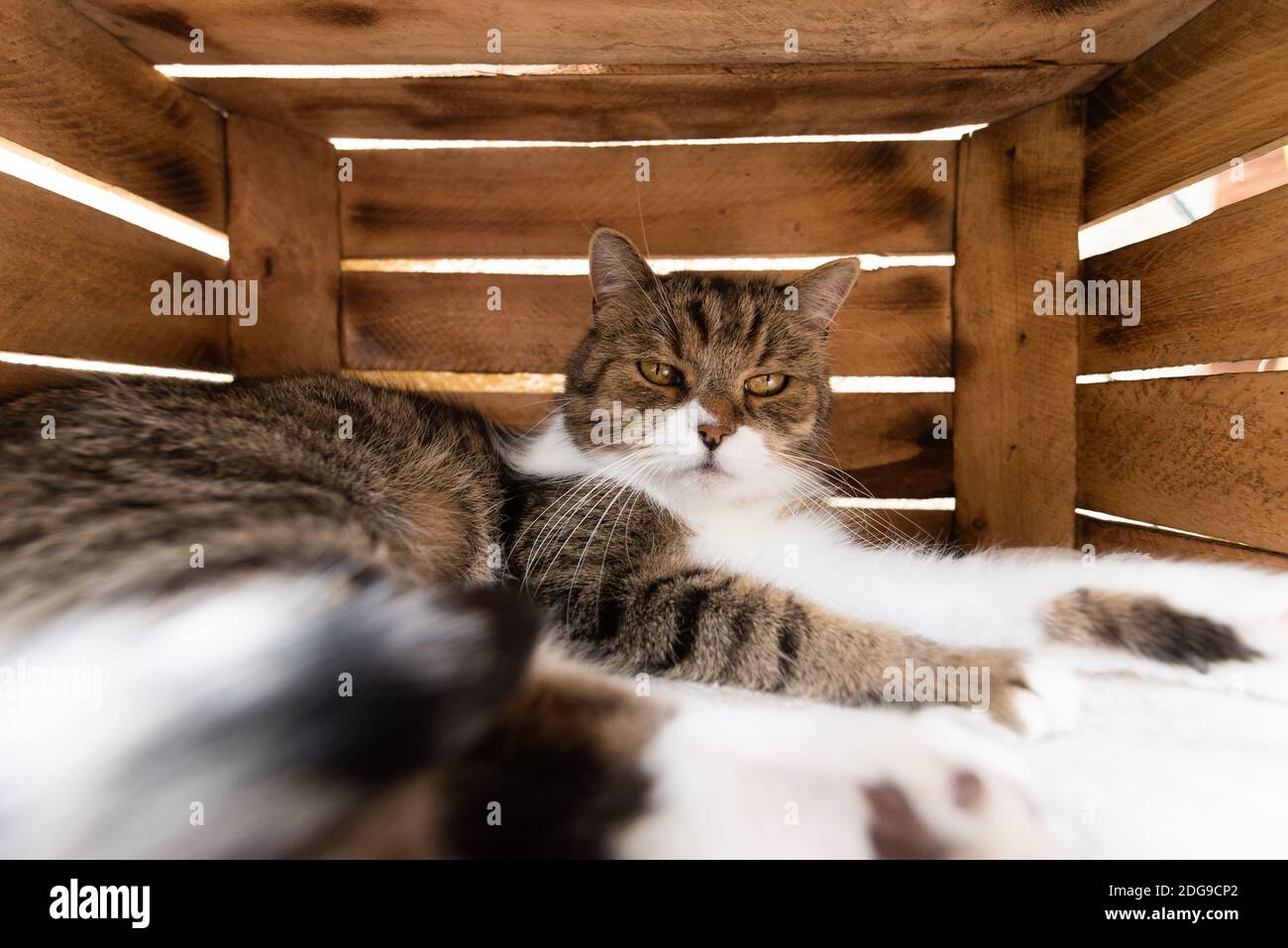 Cat dislike hi-res stock photography and images - Alamy