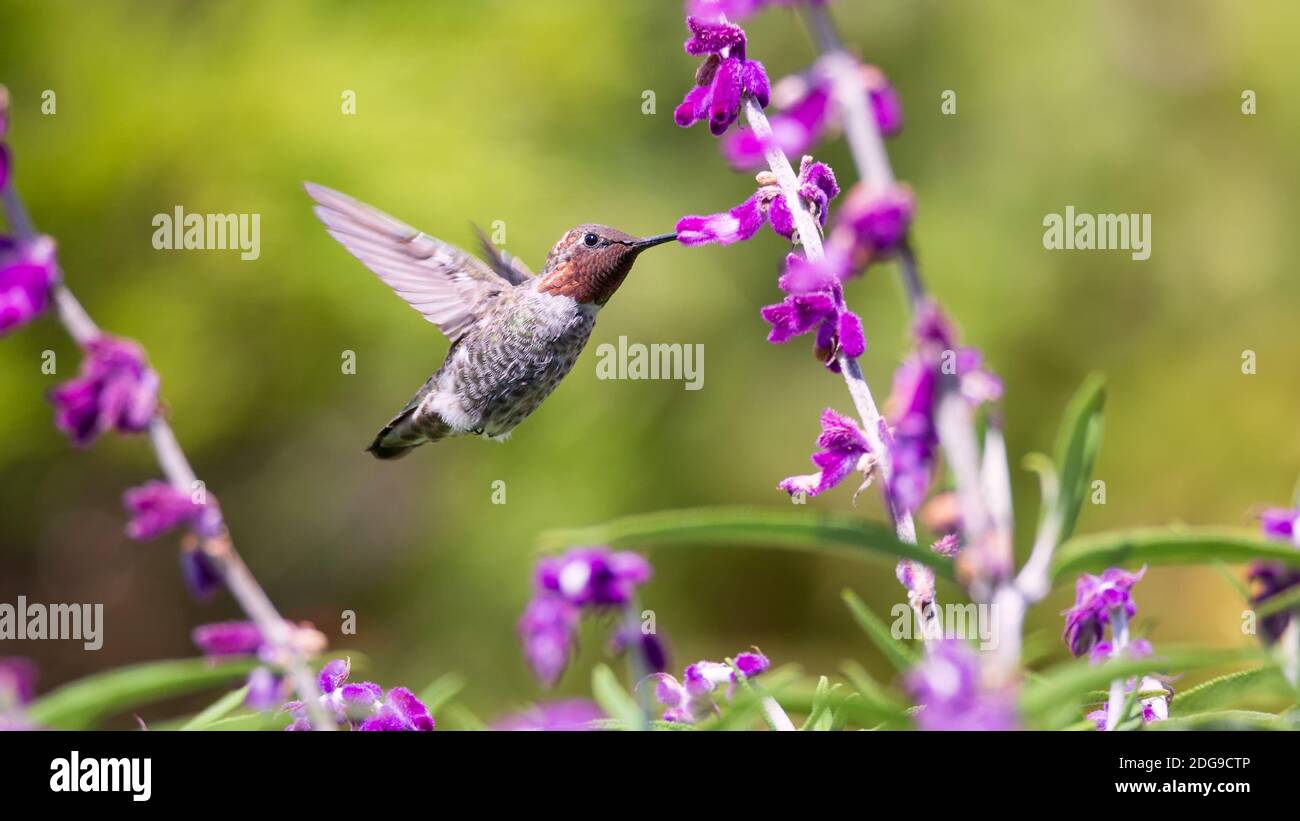 Anna's Hummingbird in Flight with Purple Flowers Stock Photo - Alamy