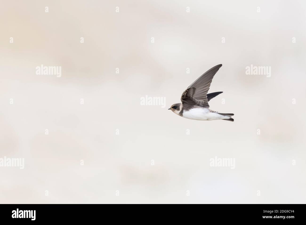 Uferschwalbe, Riparia riparia, European sand martin Stock Photo - Alamy