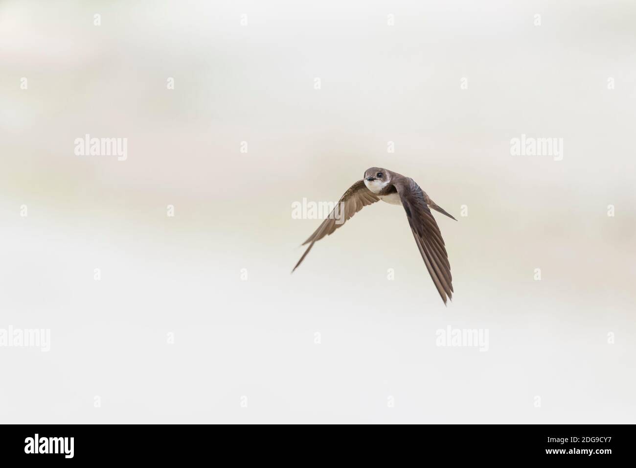Uferschwalbe, Riparia riparia, European sand martin Stock Photo - Alamy