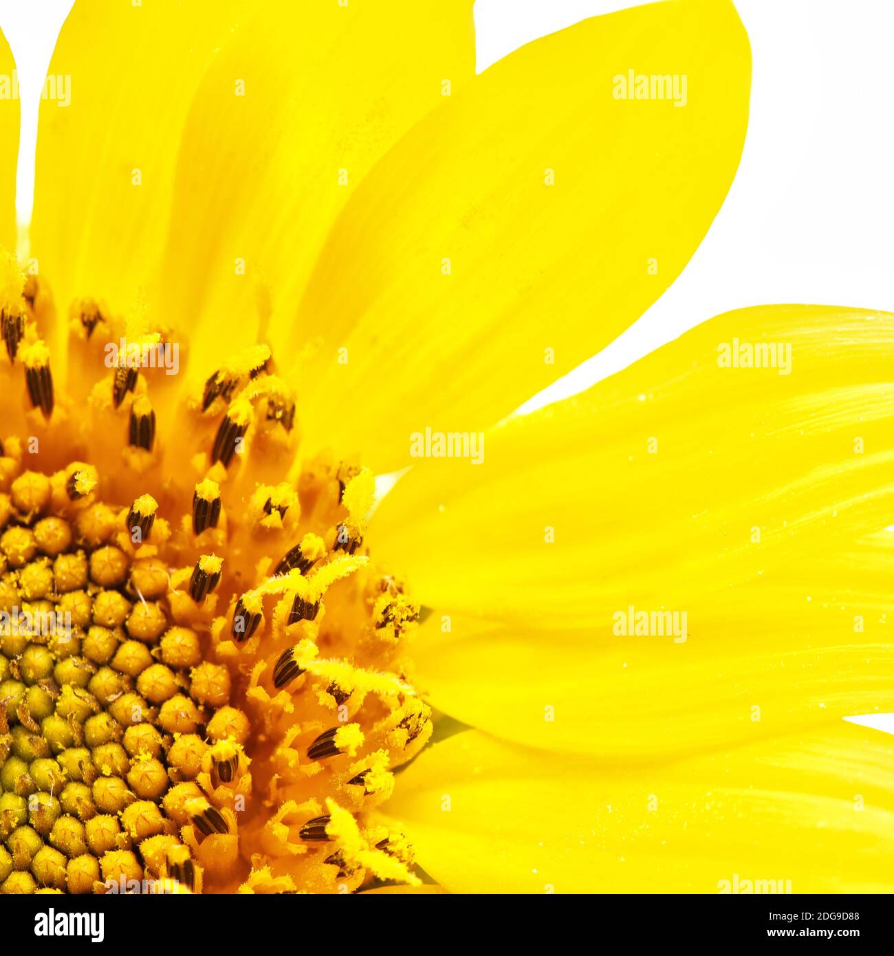Blurred sunflower in the white light and empty space background Stock ...