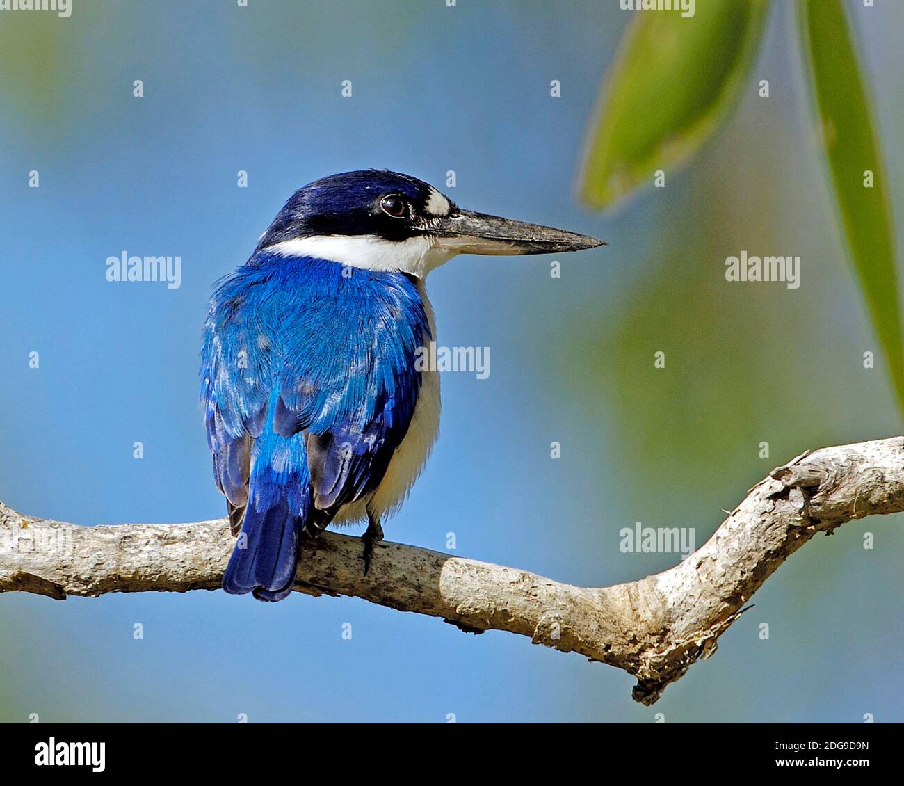 Halycon senegalensis hi-res stock photography and images - Alamy