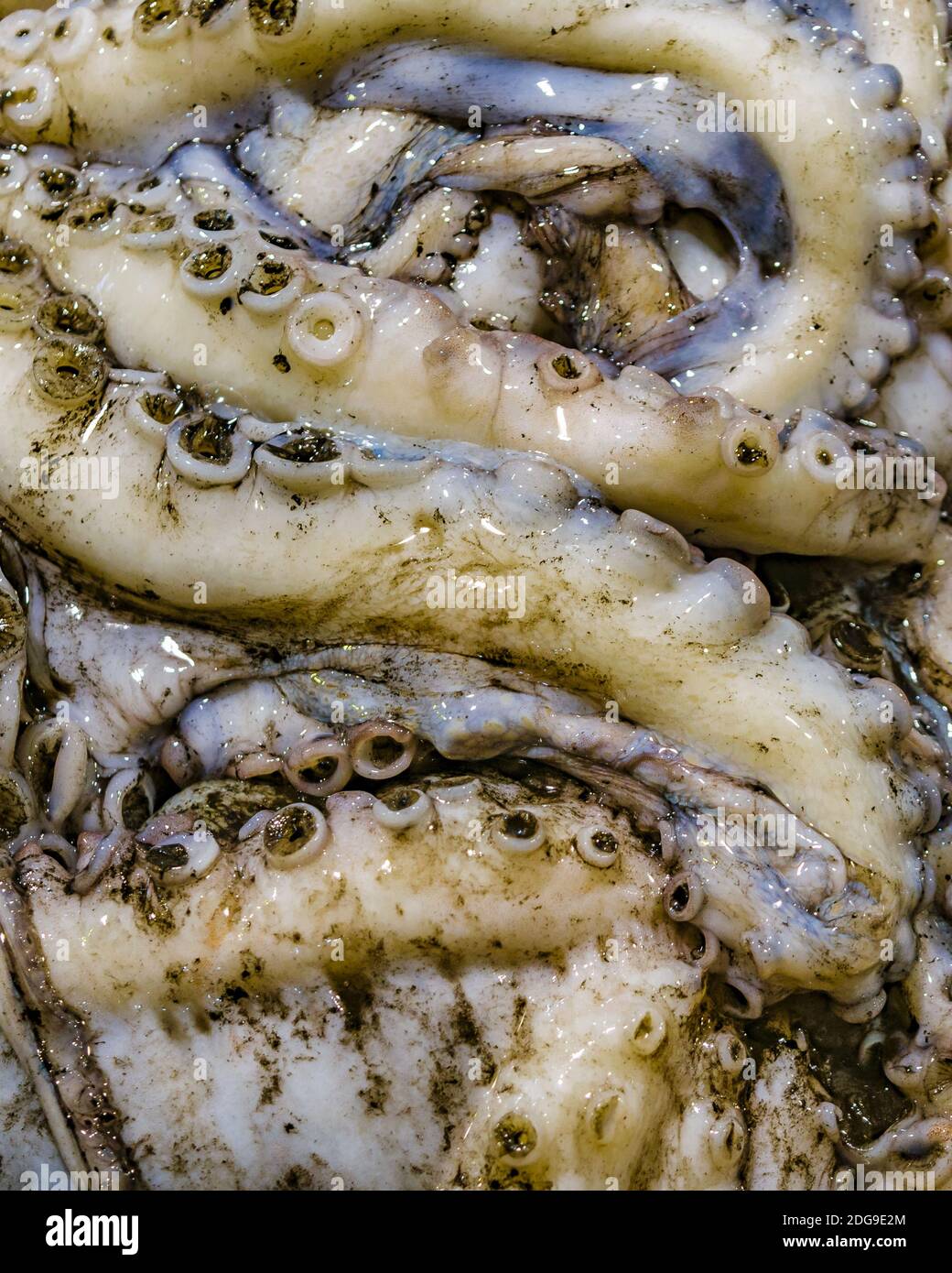 Dead octopus hi-res stock photography and images - Alamy