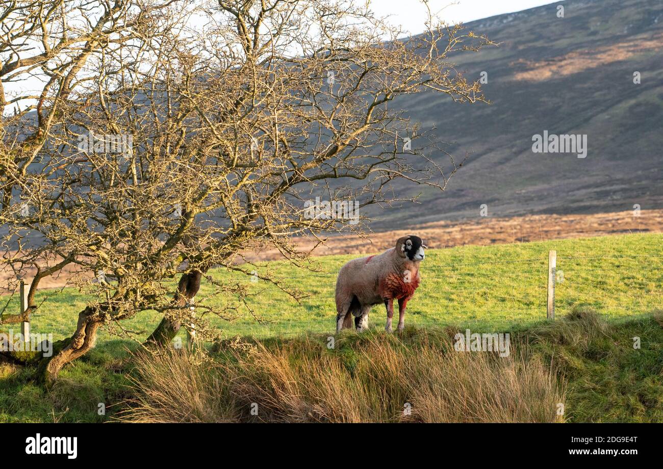 Swaledale tup hi-res stock photography and images - Alamy