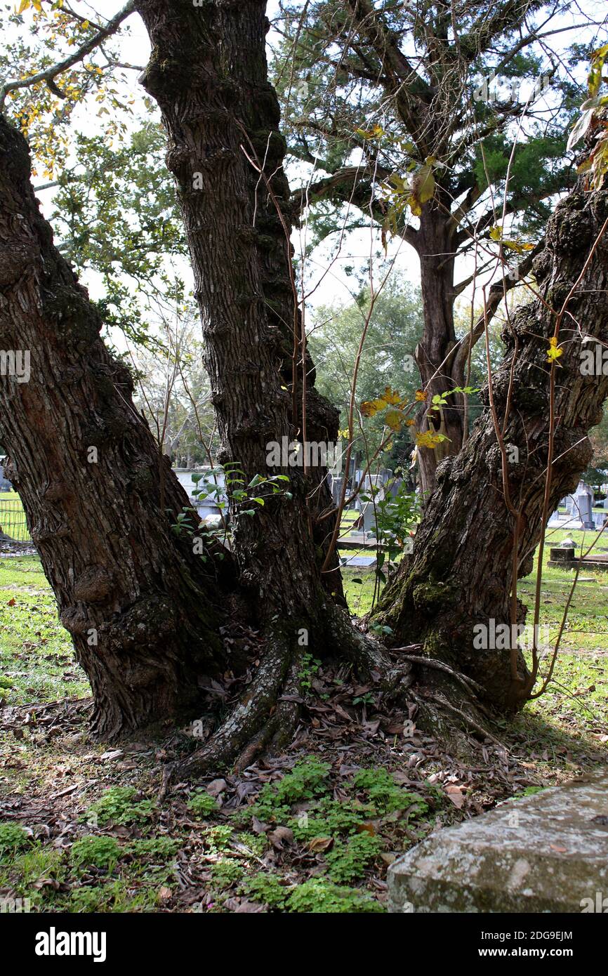 these three tree trunks are rippled with burl growths Stock Photo - Alamy