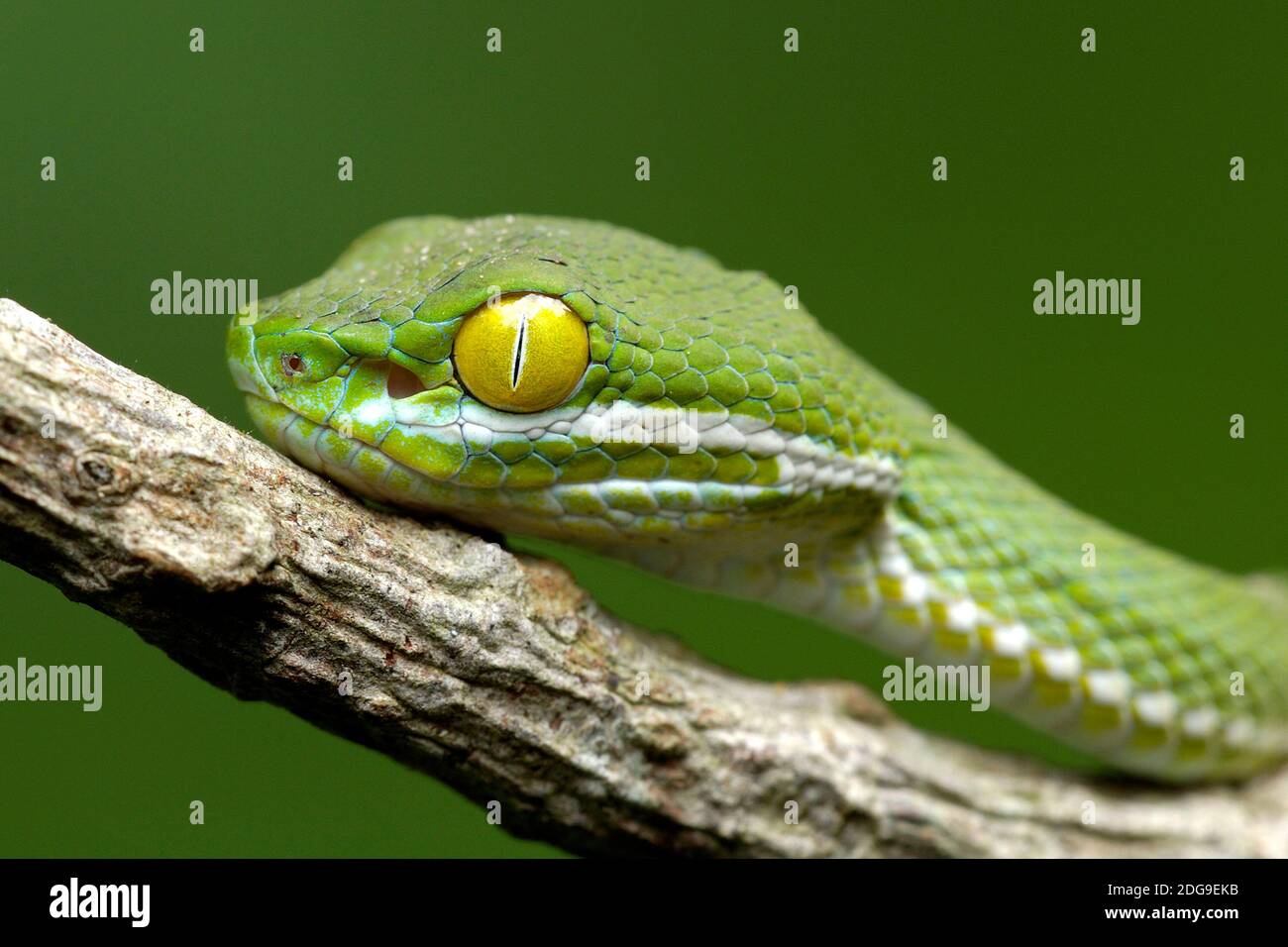 Khao Ya Yai NP, Thailand, Grossaugen-Bambusotter, (Trimeresurus macrops ...