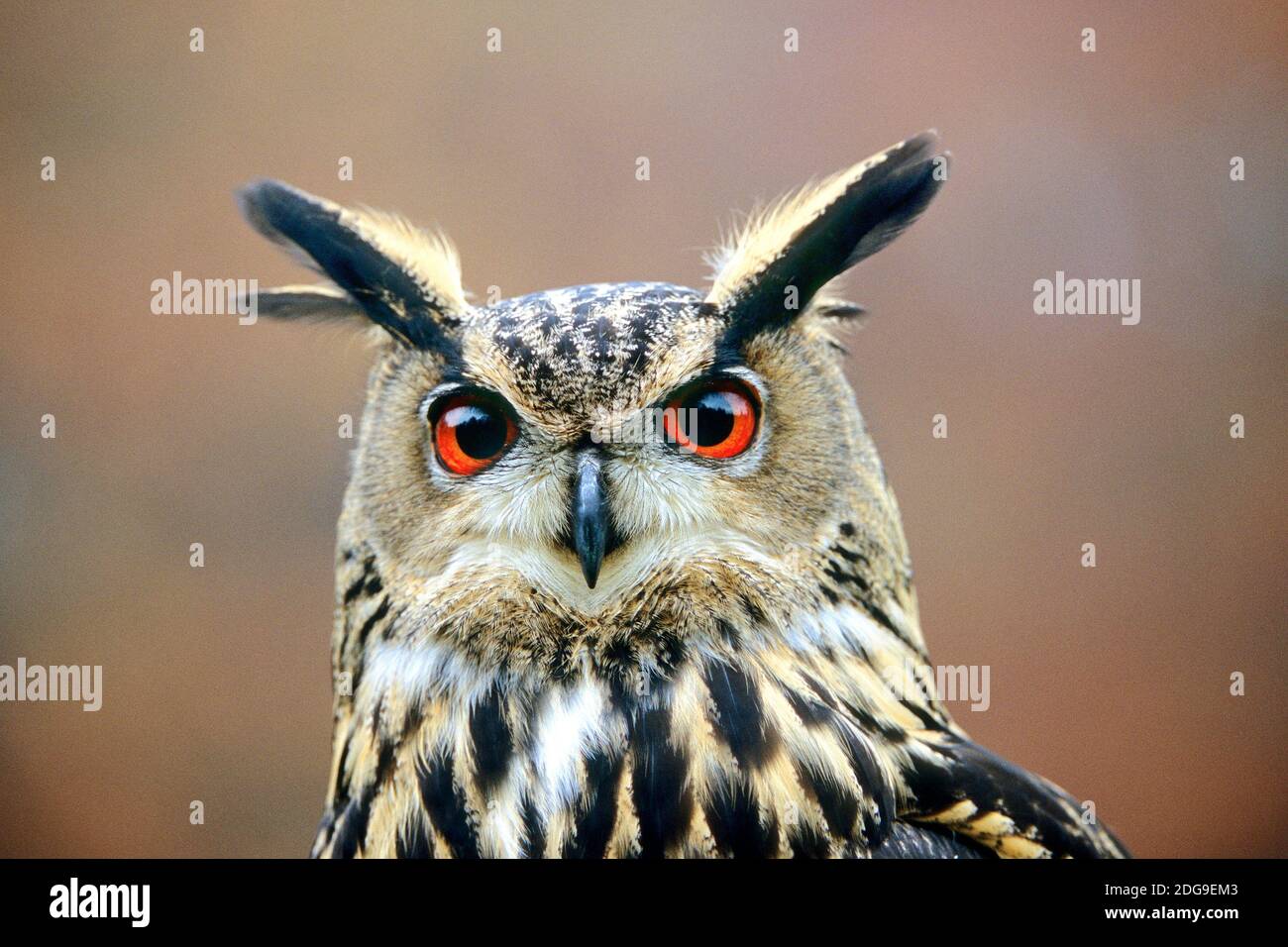 Uhu, (Bubo bubo), Porträt Stock Photo - Alamy