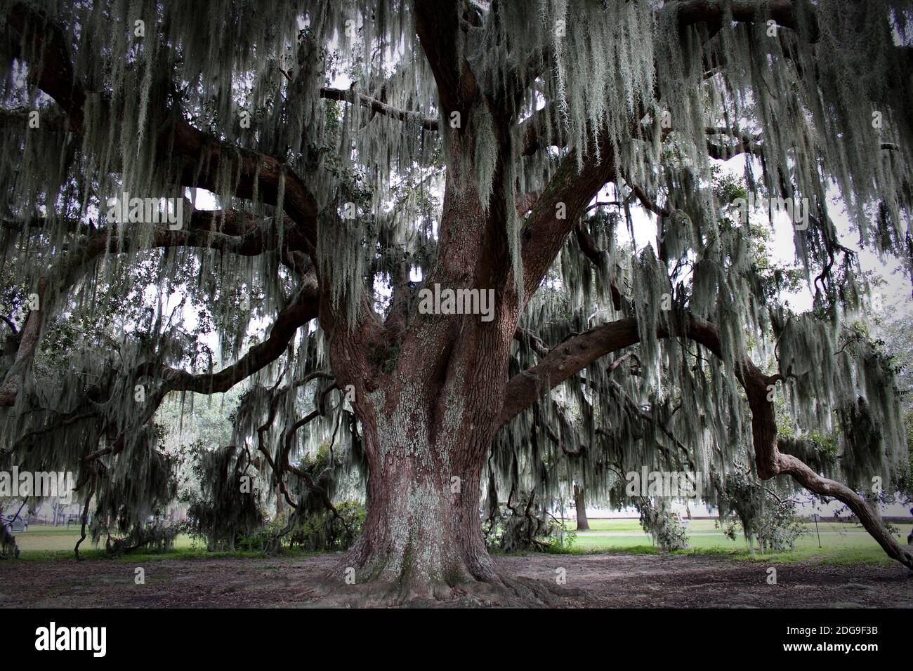 this ancient oak tree has surrounded itself over the centuries with ...