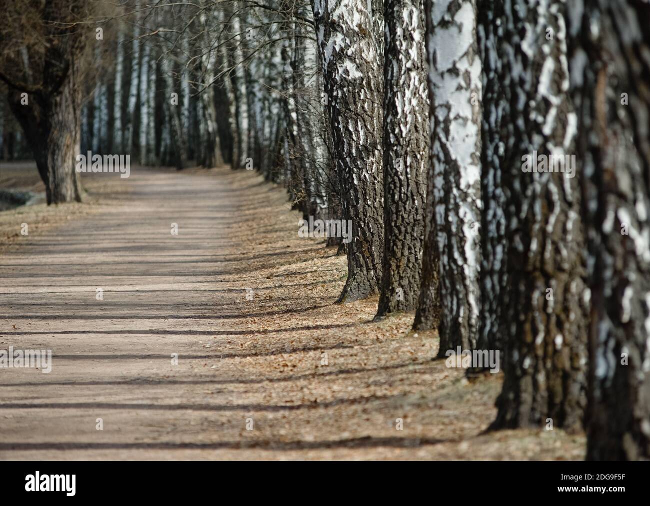 Diminishing perspective trees hi-res stock photography and images - Alamy