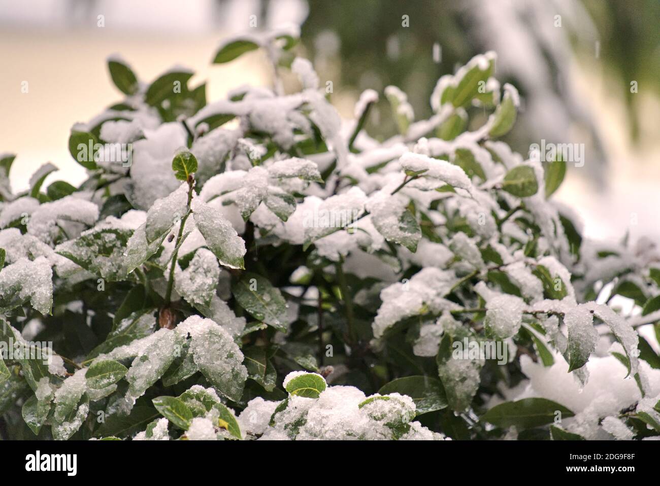 Wet snows hi-res stock photography and images - Alamy