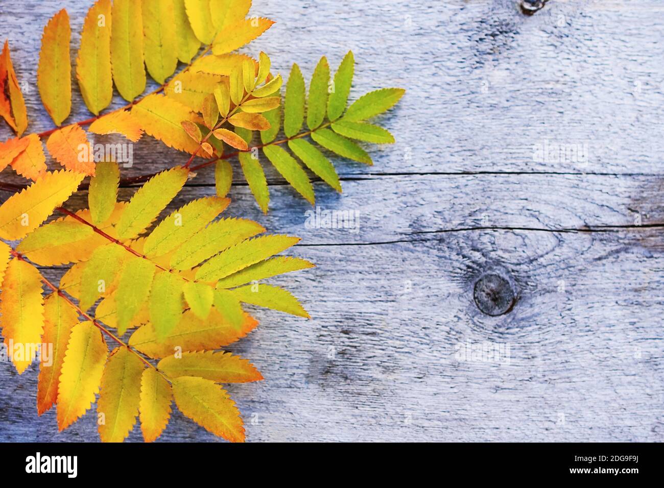 Orange leaves of yellow mountain ash against the background of wooden ...