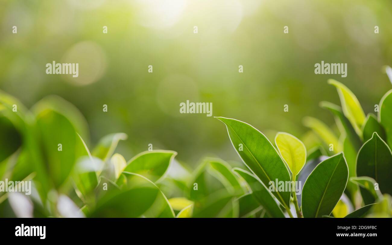 Closeup nature view of green leaf in the beams of sunlight. Natural ...
