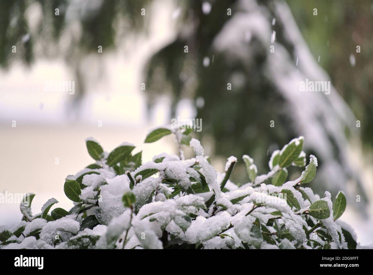 Heavy wet hi-res stock photography and images - Alamy