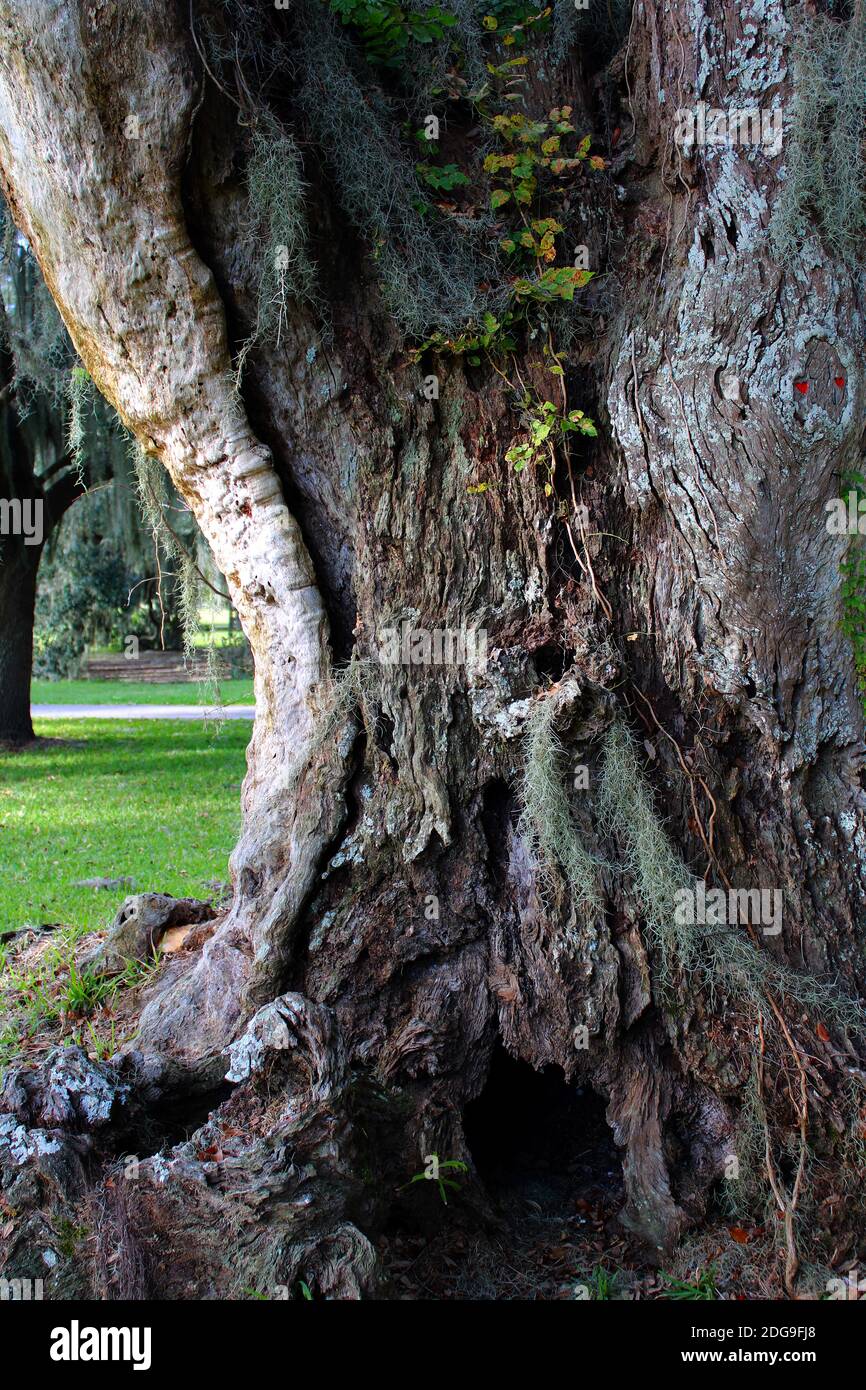 Oak tree roots hi-res stock photography and images - Alamy