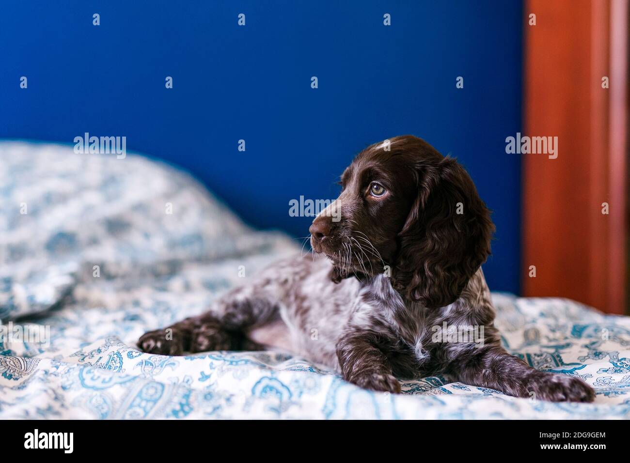 Cute russian springer spaniel on bed indoors Stock Photo - Alamy