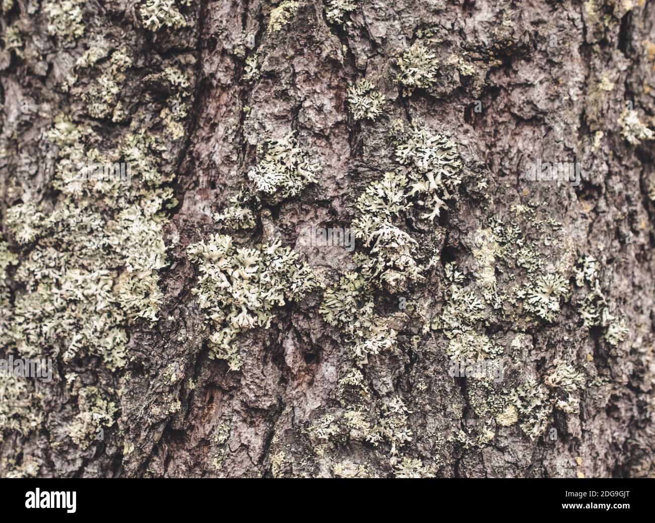 Texture of bark of a pine tree with lichens and a moss close-up view ...