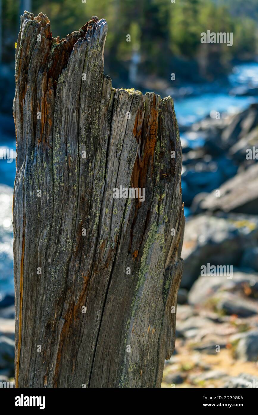 Old dead tree stump with interesting details. By a wild river in a pine ...