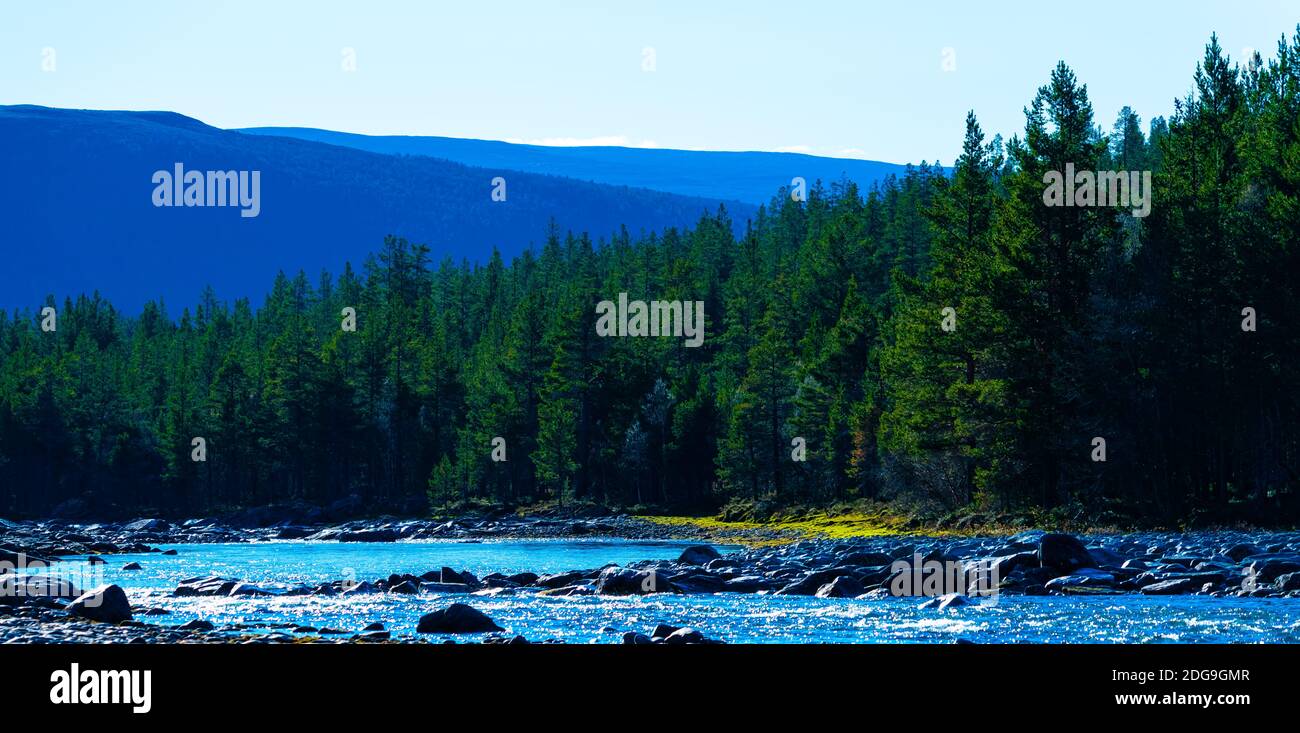 Large serene river flowing through a wild pine forest in a national ...