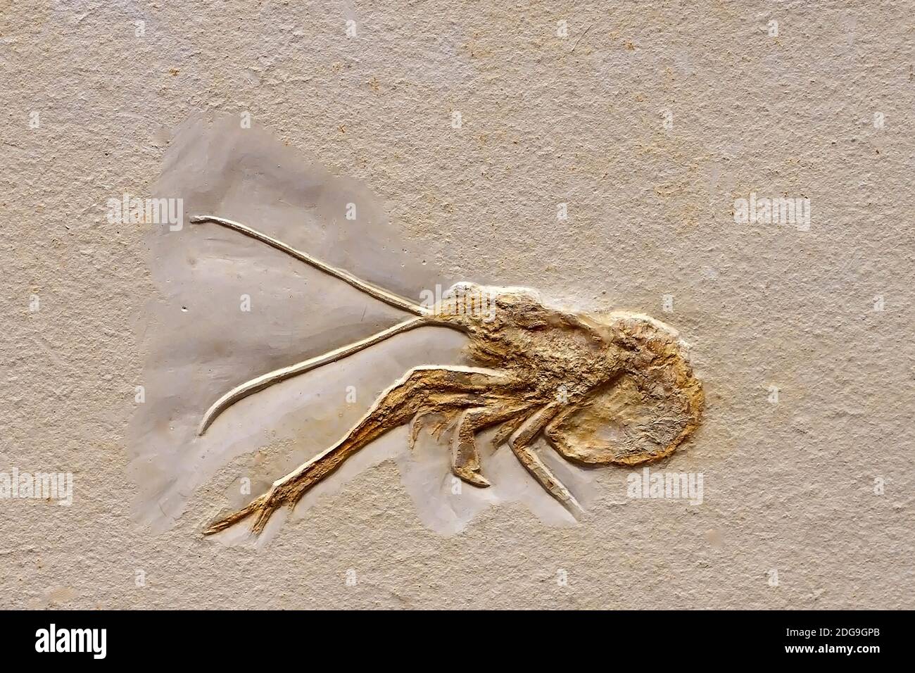 Versteinerung eines Langarm - Krebs, (Mecochirus longimanatus) , Museum ...
