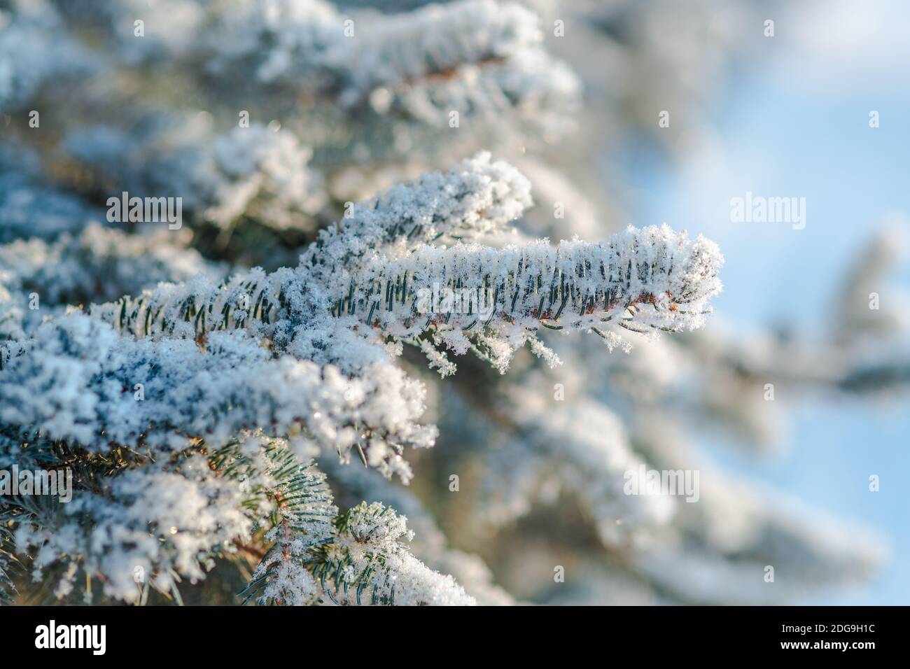 Branches of blue spruce is covered with snow Stock Photo - Alamy