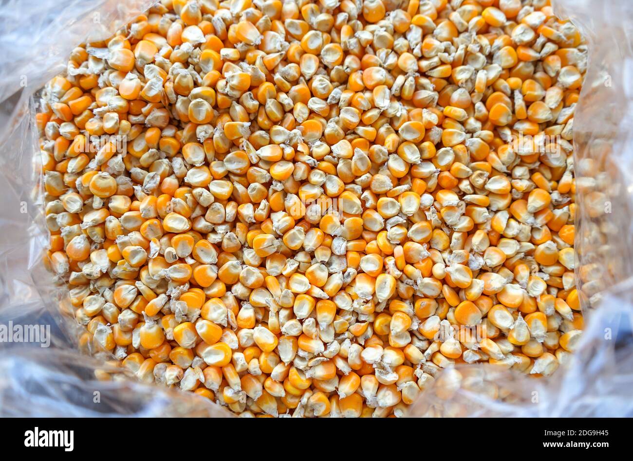Yellow Corn seeds in plastic bag Stock Photo - Alamy