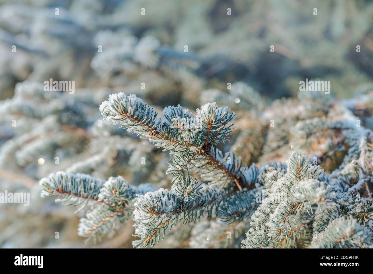 Branches of blue spruce is covered with snow Stock Photo - Alamy
