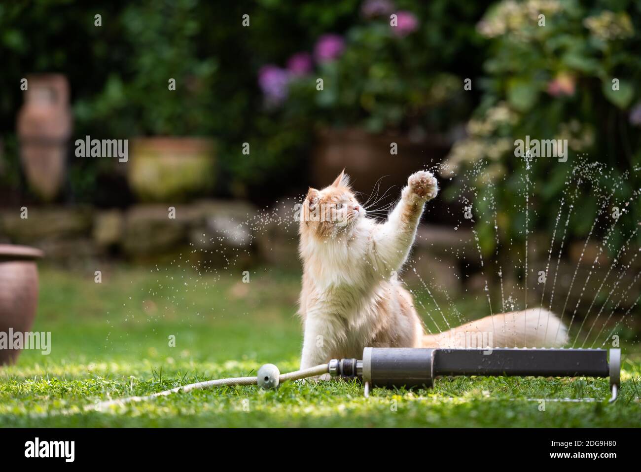 Water Fountain For Maine Coon at Frank Duke blog