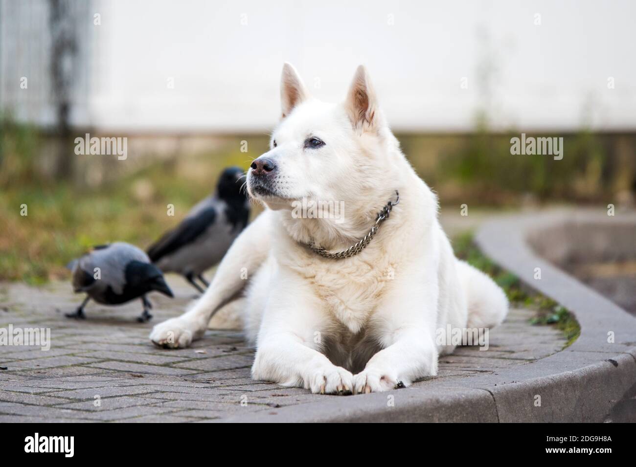 Old white swiss shepherd dog poses outside Stock Photo - Alamy