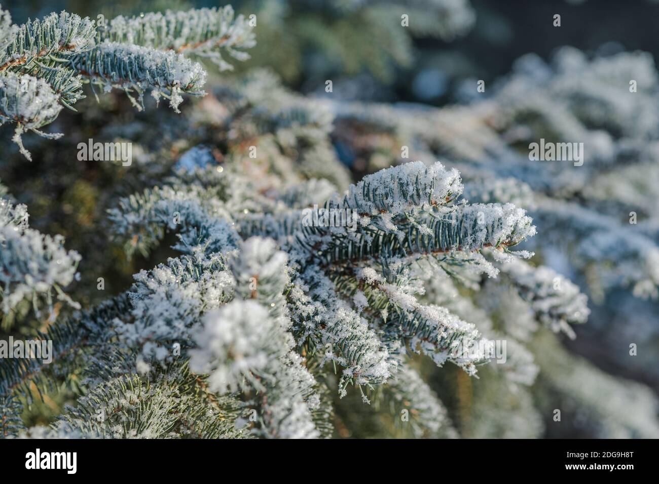 Branches of blue spruce is covered with snow Stock Photo - Alamy