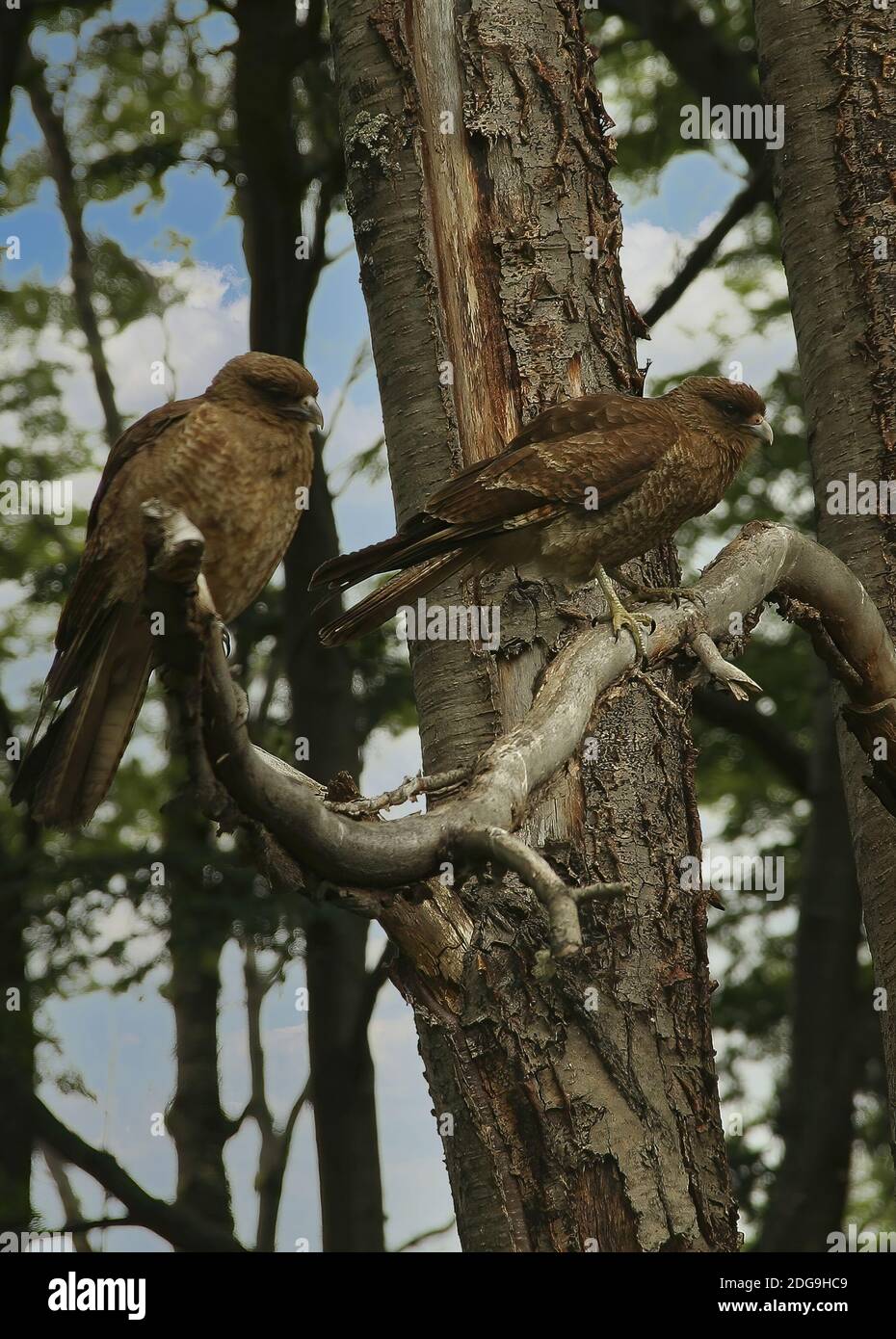 A closeup shot of common kestrels perching on a branch of a tree Stock ...
