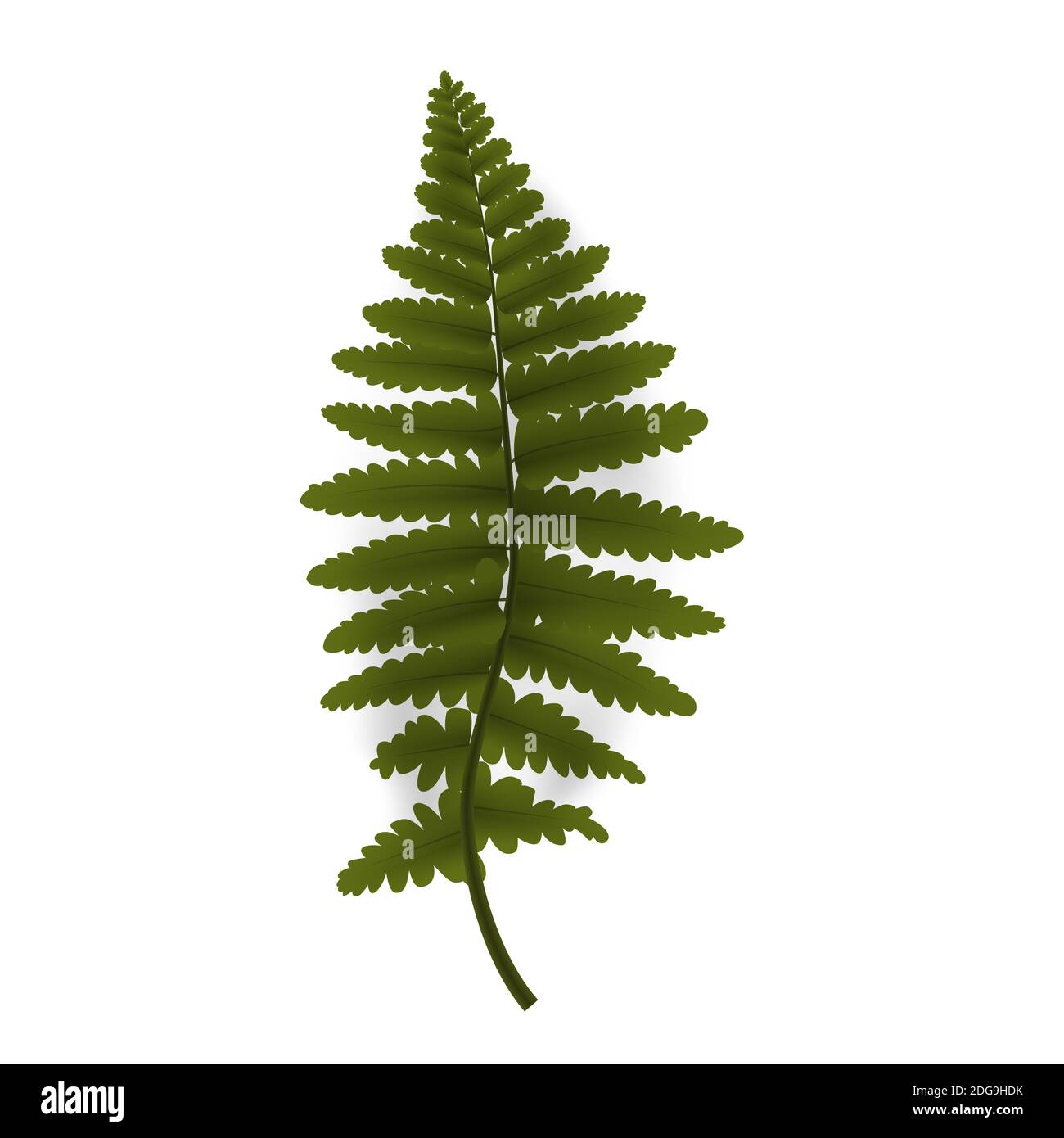 Green fern bush pattern Cut Out Stock Images & Pictures - Alamy