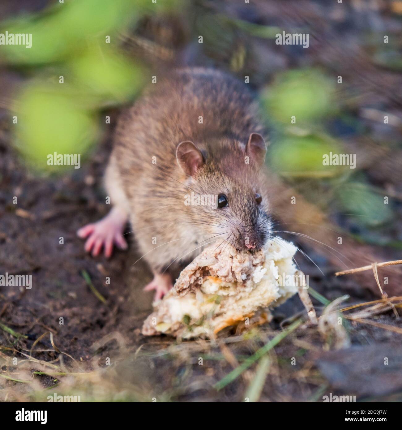 Bread peeking hi-res stock photography and images - Alamy